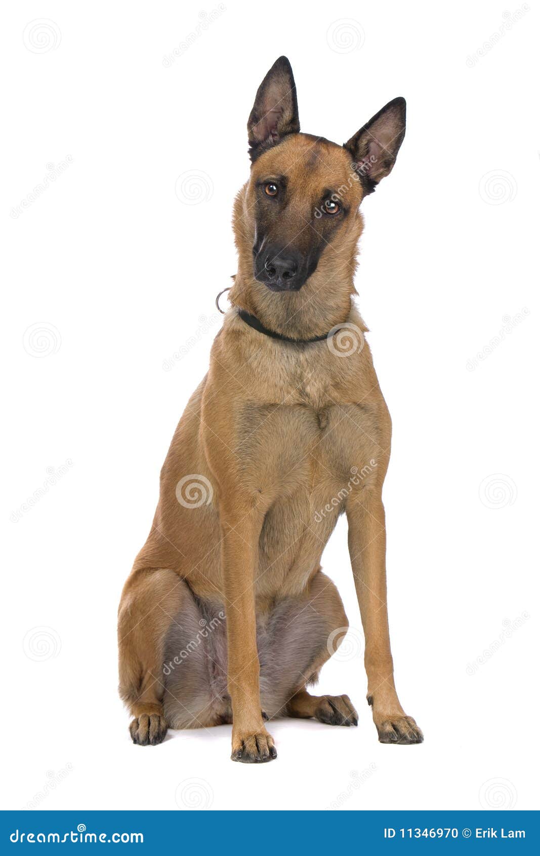 Cane di pastore belga fotografia stock. Immagine di mammifero - 11346970