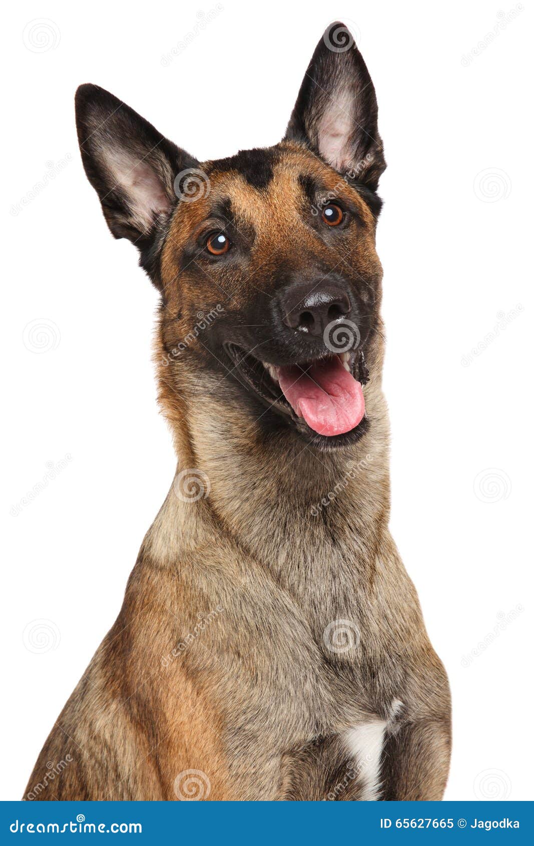 Cane Di Pastore Belga Malinois Immagine Stock - Immagine di razza ...