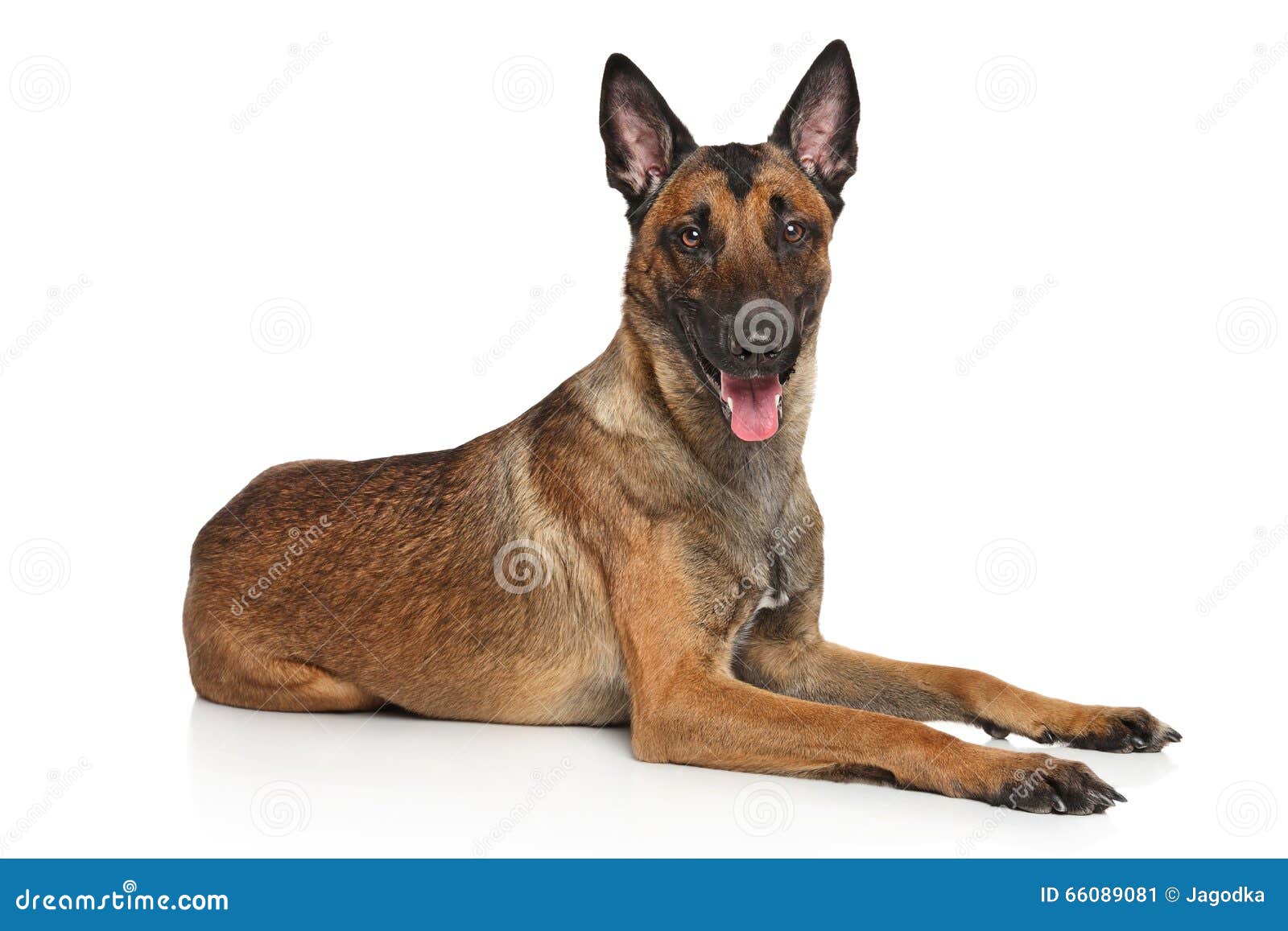 Cane Di Pastore Belga Malinois Immagine Stock - Immagine di genealogico ...