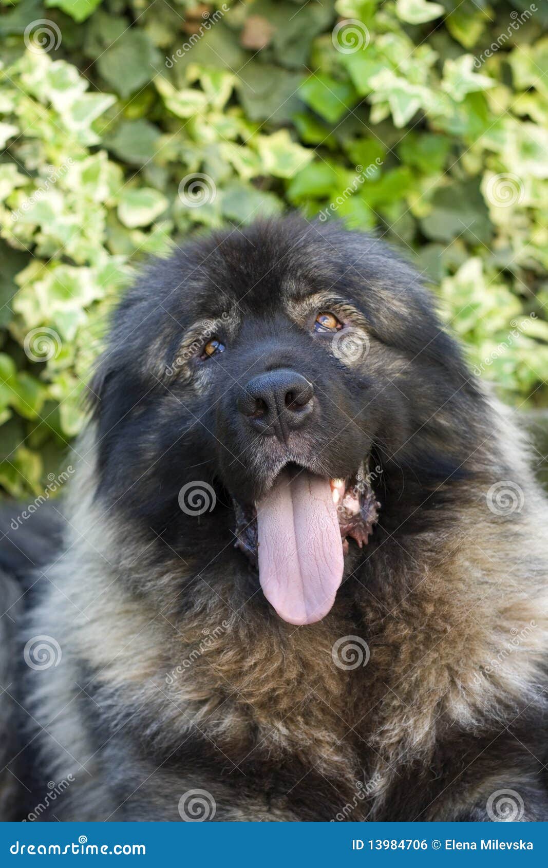 Cane di pastore macedone, fotografia stock. Immagine di pedigree - 13984706