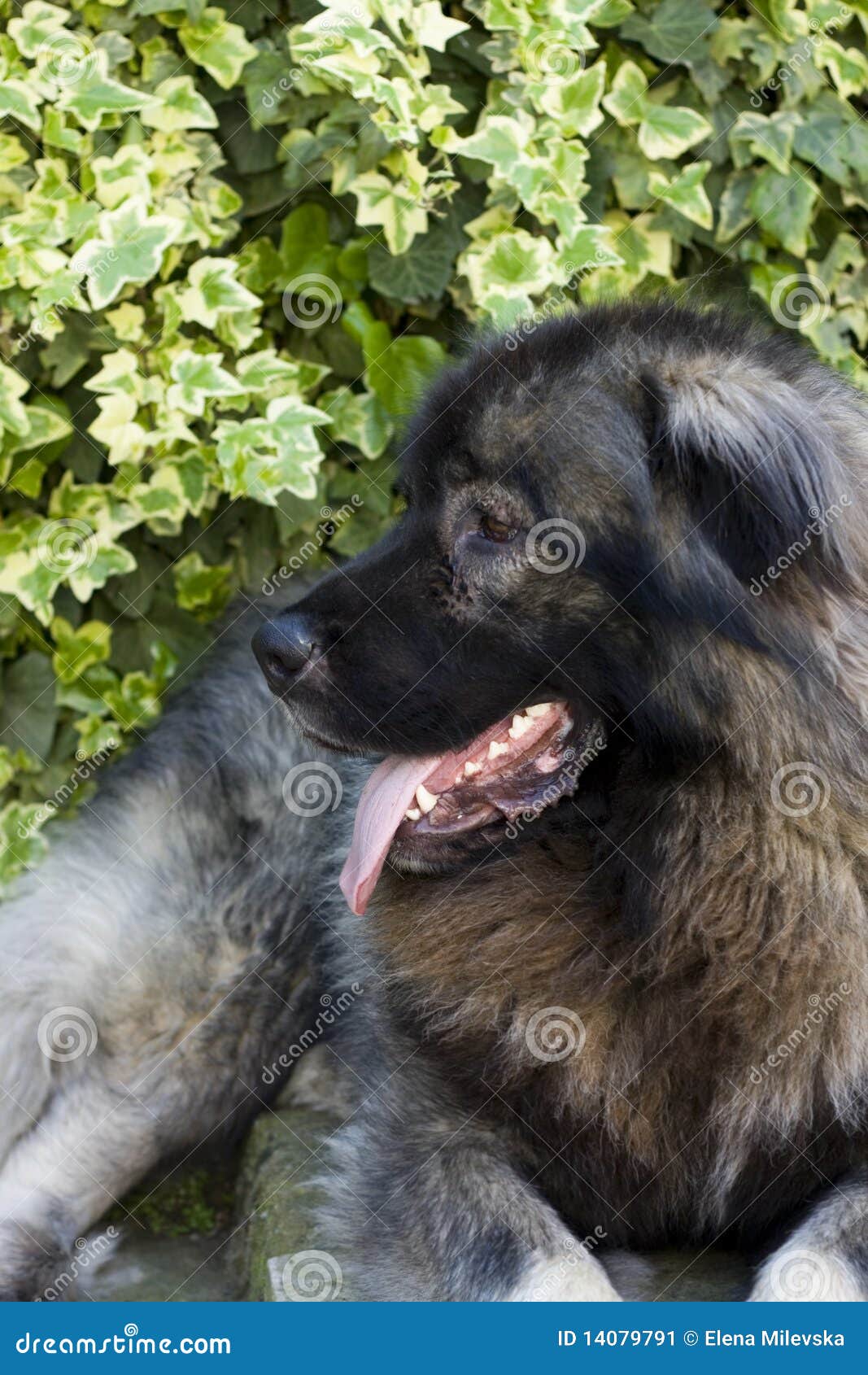 Cane di pastore macedone, immagine stock. Immagine di nave - 14079791