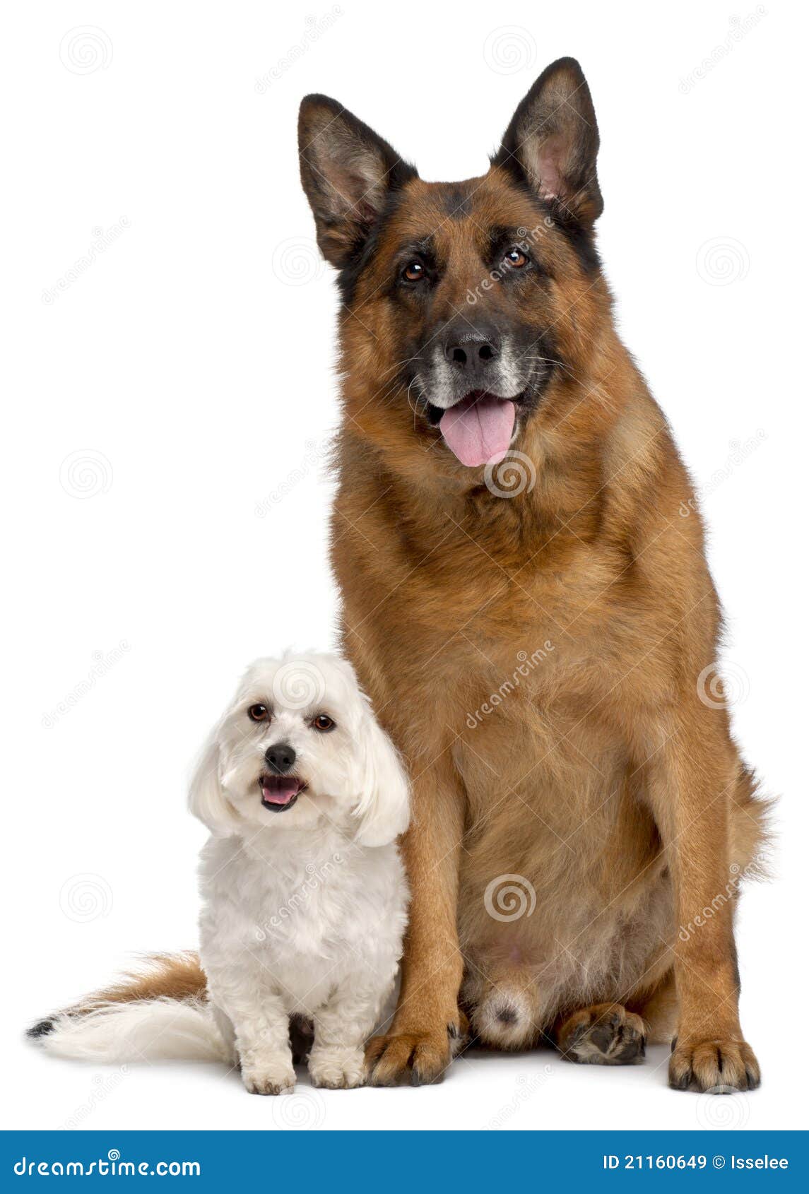 Cane Di Pastore Tedesco, 11 Anni E Maltese Immagine Stock - Immagine di ...