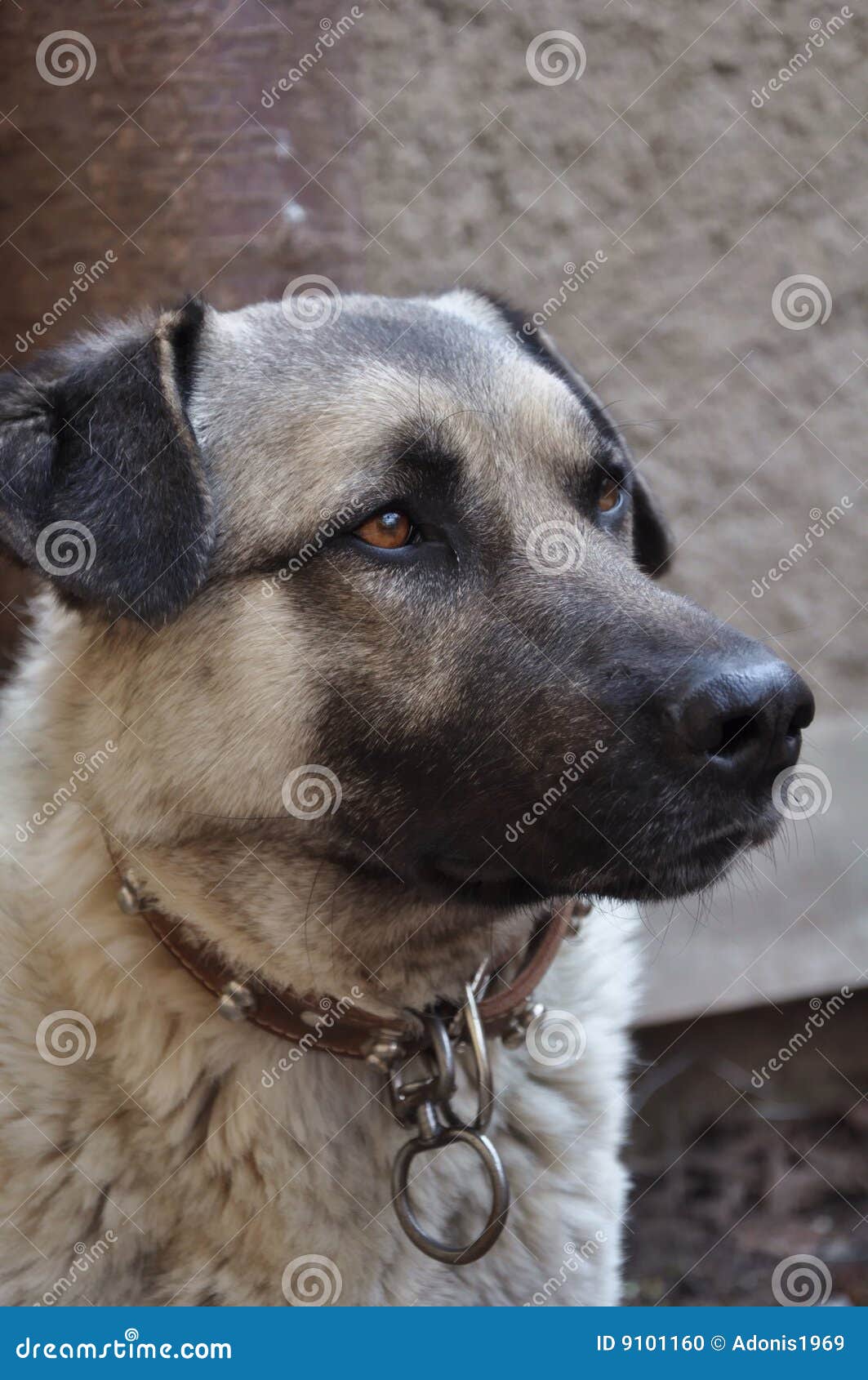 Cane di pastore turco fotografia stock. Immagine di ritratto - 9101160