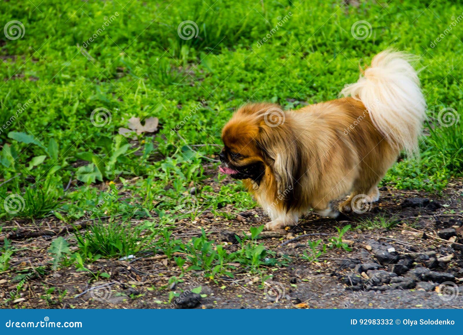 Cane Di Pechinese in Un Parco Fotografia Stock - Immagine di sfondo ...