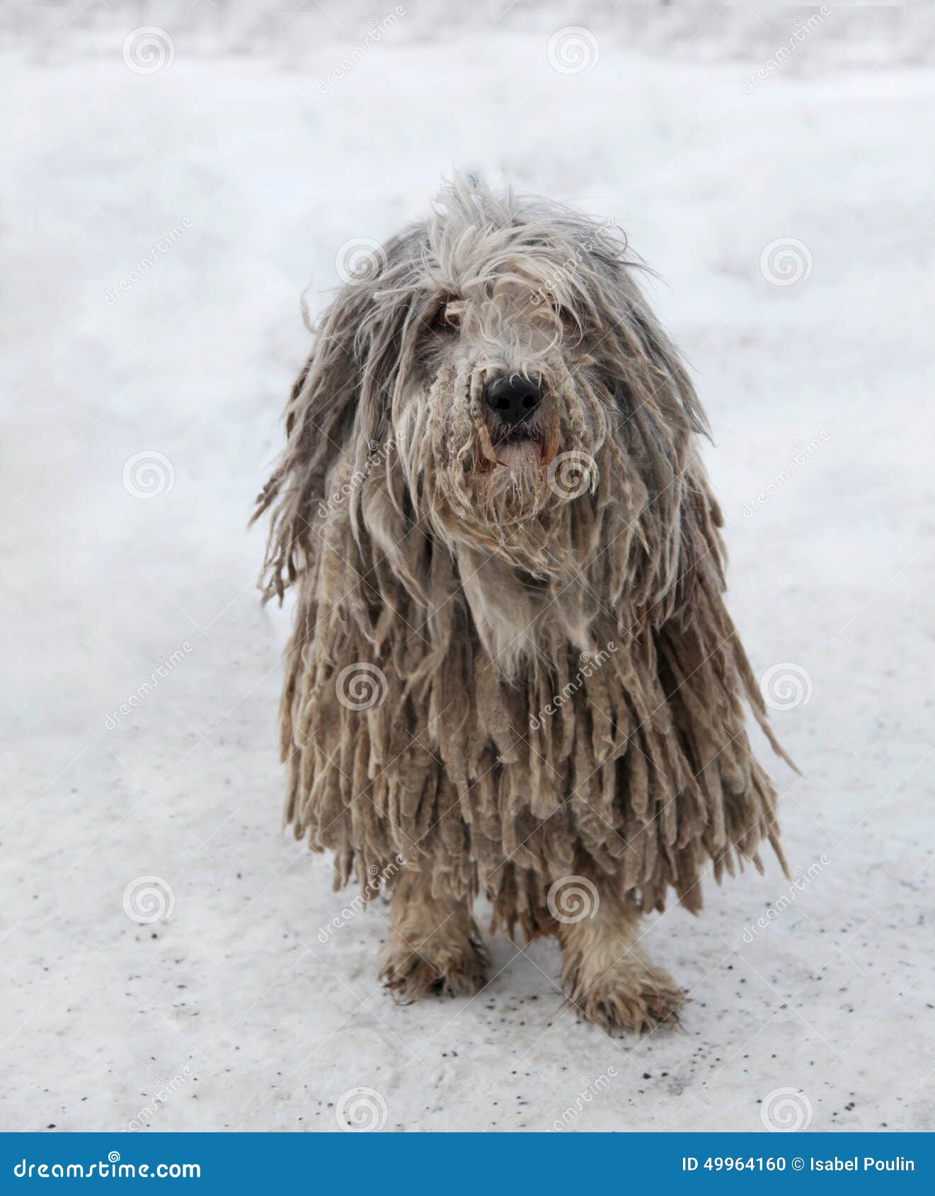 Cane di Puli con il rasta fotografia stock. Immagine di sfondo - 49964160