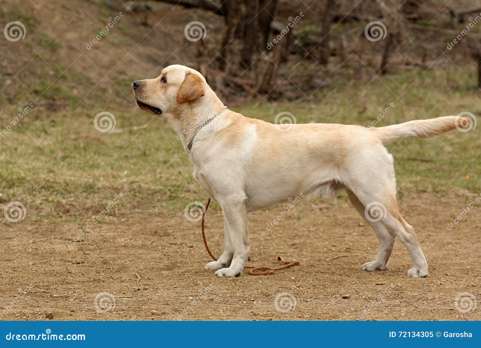 Cane Di Razza Labrador Retriever Del Fawn Immagine Stock - Immagine di ...