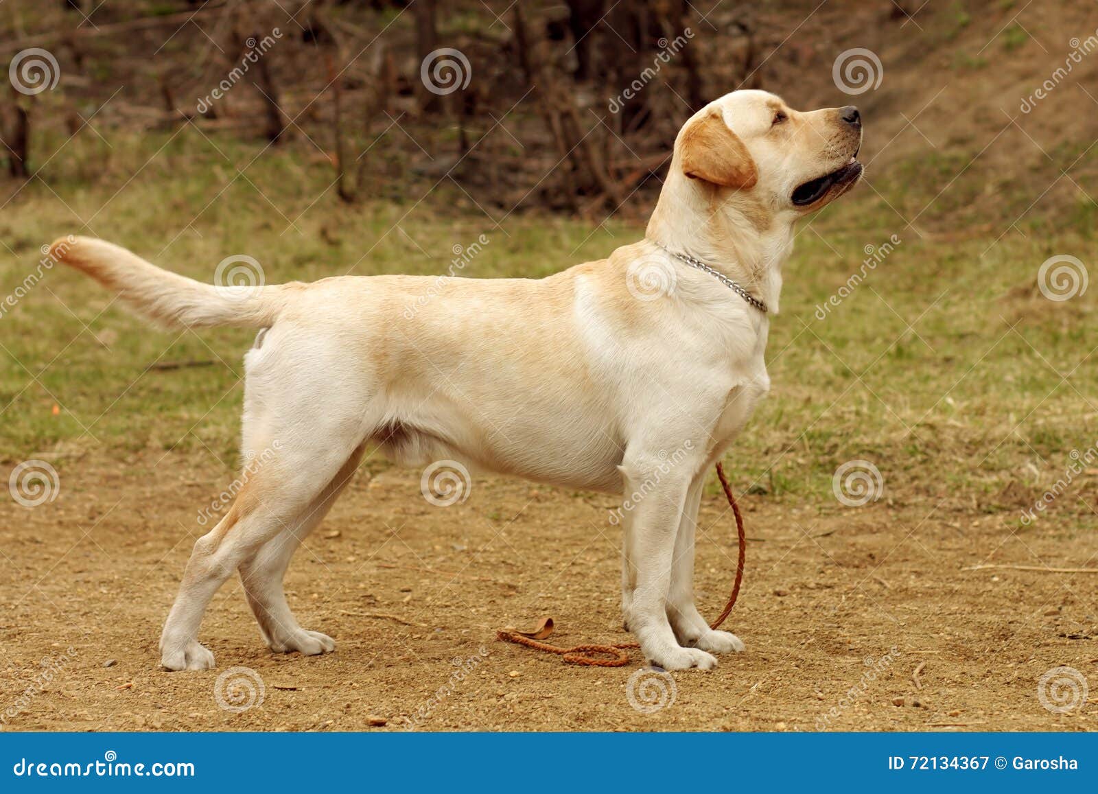 Cane Di Razza Labrador Retriever Del Fawn Immagine Stock - Immagine di ...