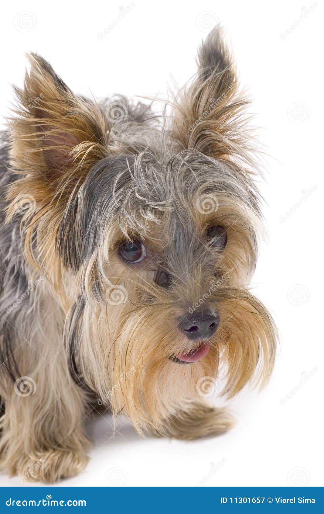 Cane Di Razza (terrier Di Yorkshire) Isolato Su Bianco Immagine Stock ...