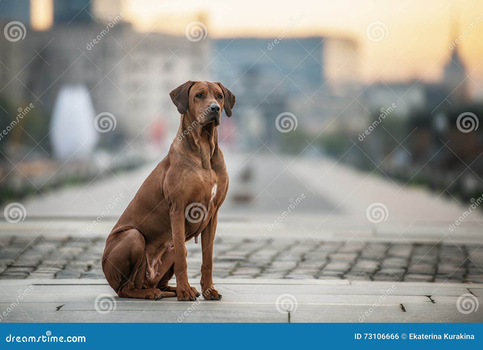 Cane Di Rhodesian Ridgeback Sulla Parete Fotografia Stock - Immagine di ...