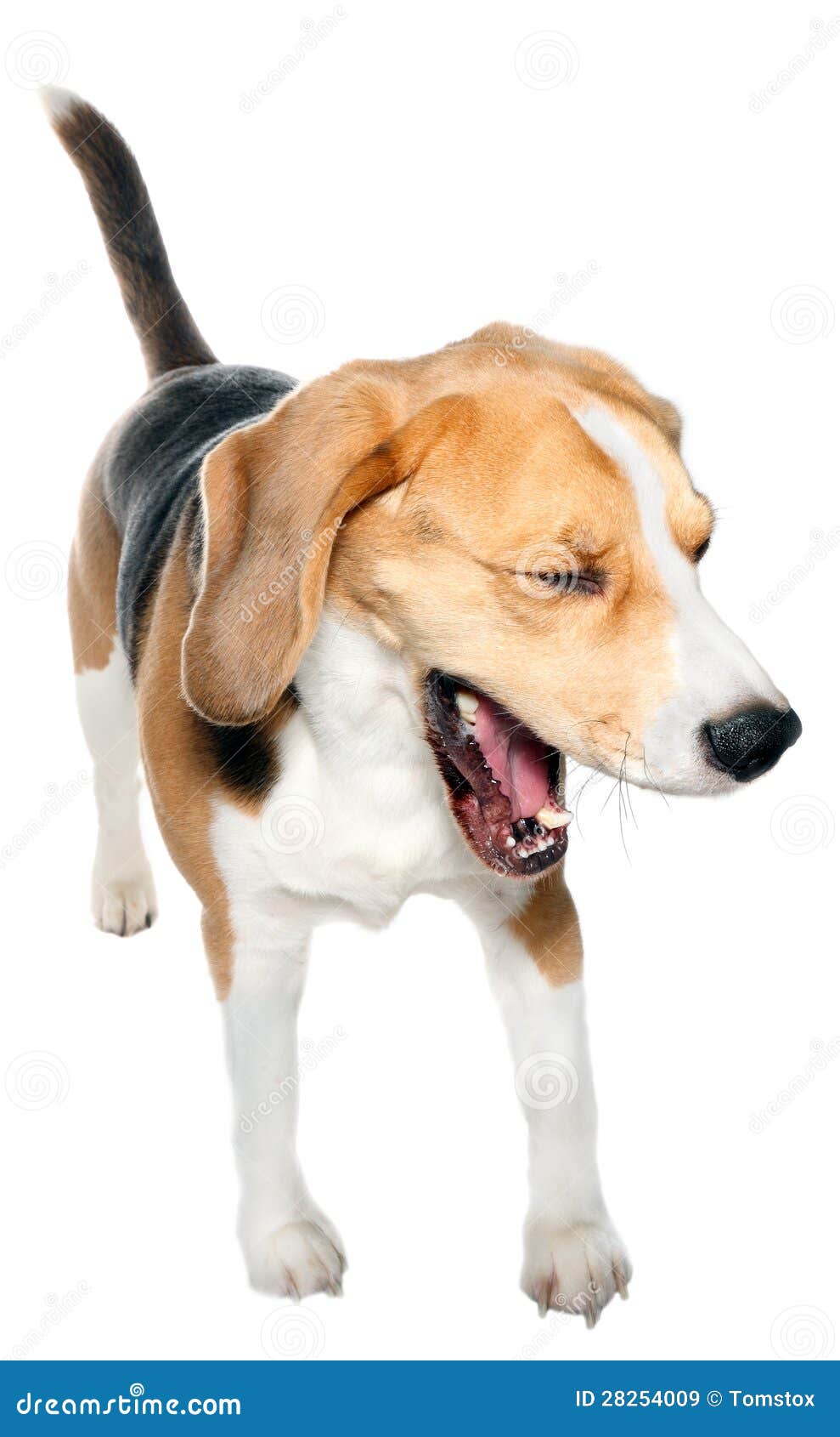 Cane di risata immagine stock. Immagine di ritratto, bianco - 28254009