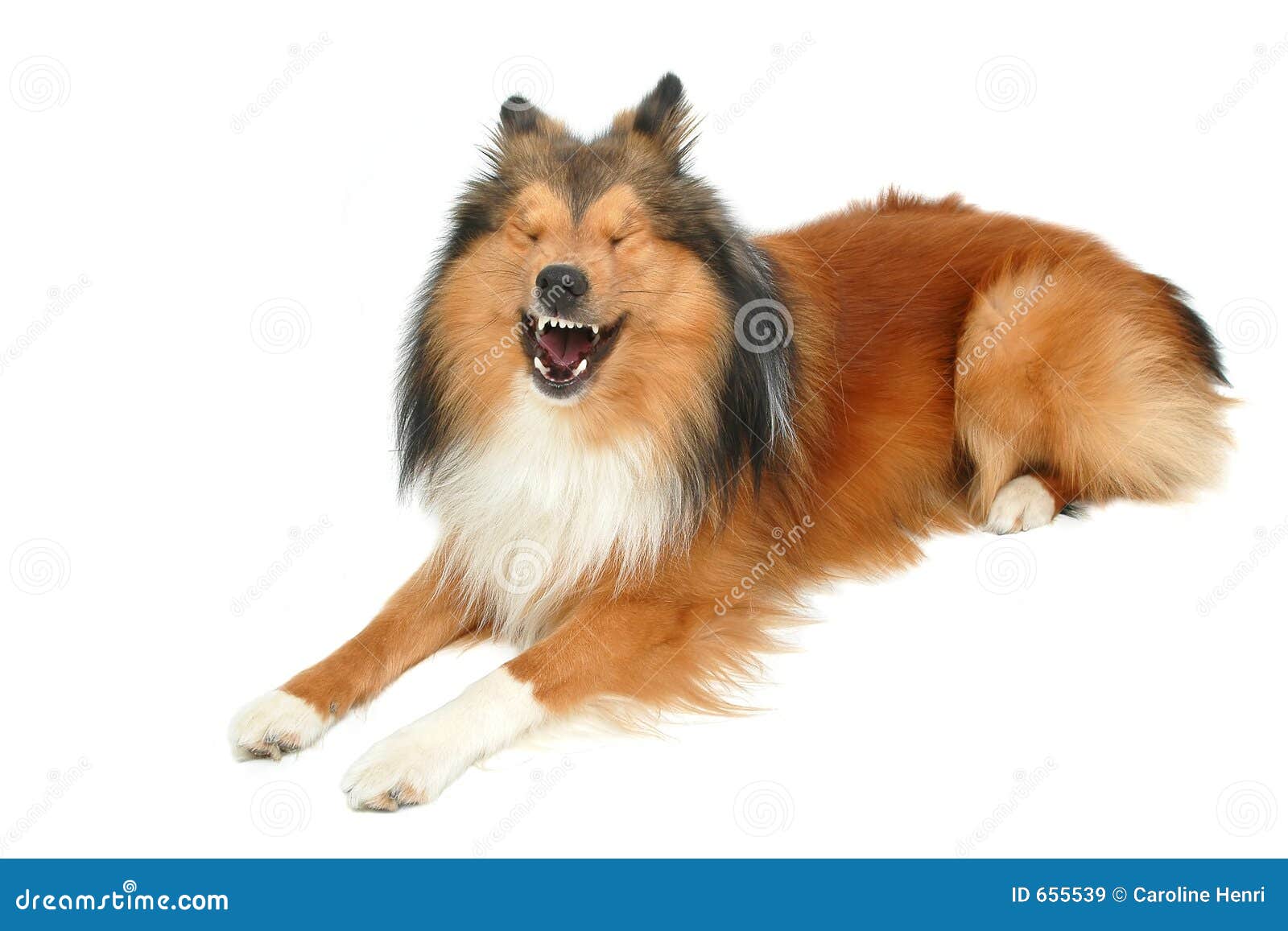 Cane di risata immagine stock. Immagine di canino, pets - 655539