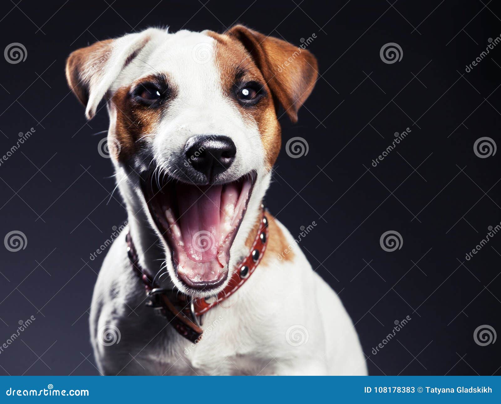 Cane Di Risata Di Divertimento Sul Nero Immagine Stock - Immagine di ...