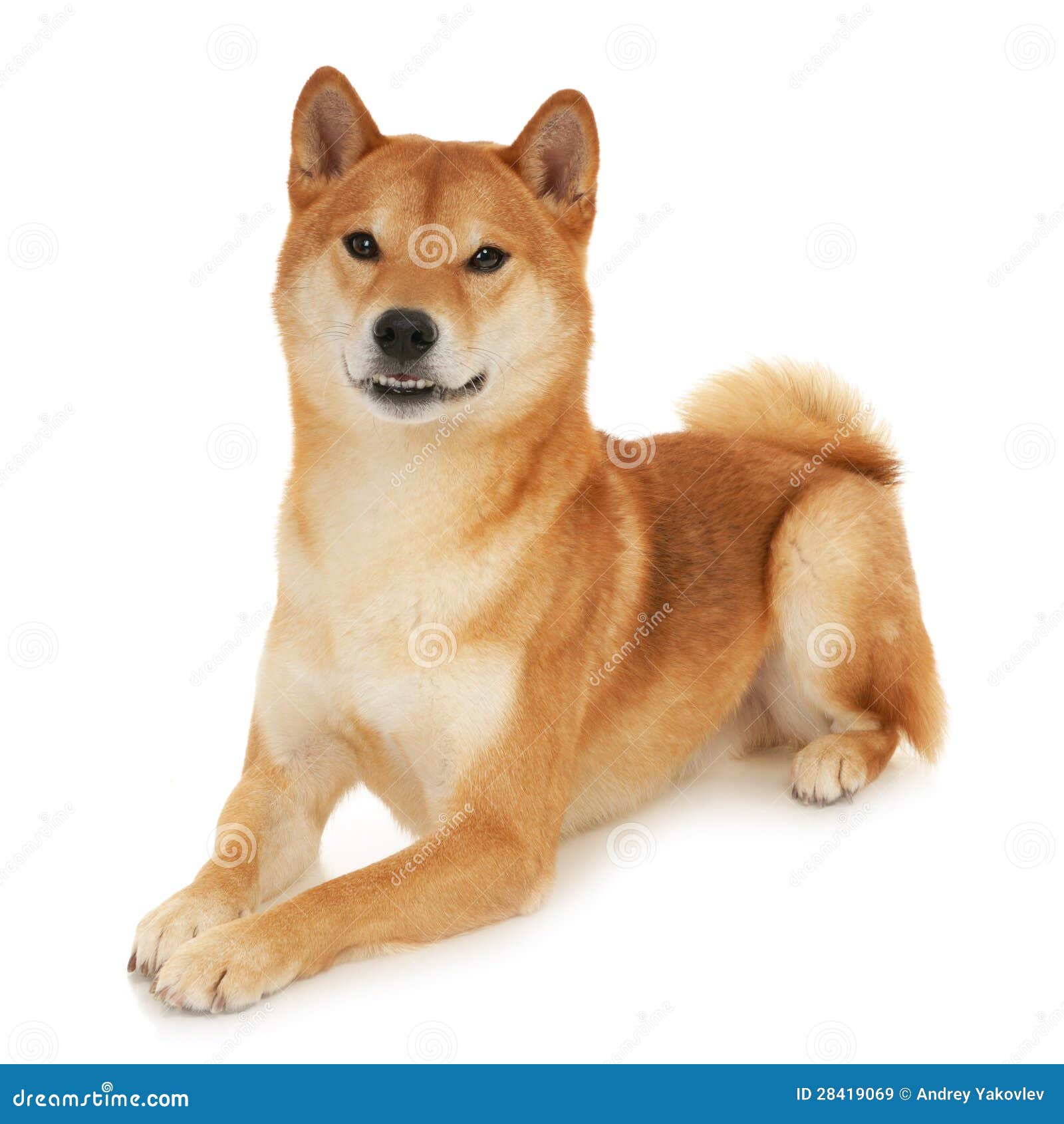 Cane di Shiba Inu immagine stock. Immagine di cane, rosso - 28419069