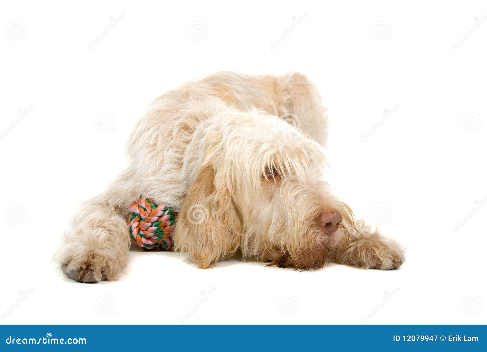 Cane di Spinone Italiano immagine stock. Immagine di sfondo - 12079947