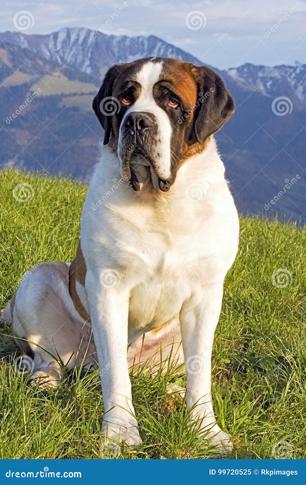 Cane di St Bernard immagine stock. Immagine di animale - 99720525