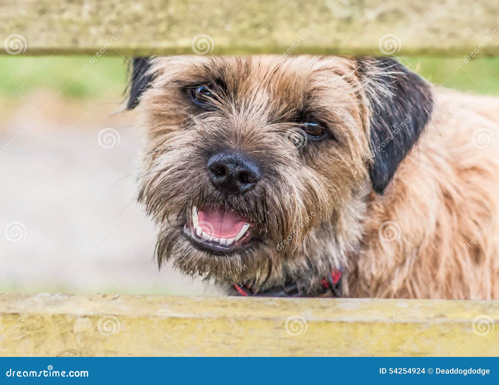 Cane di Terrier di confine fotografia stock. Immagine di cucciolo ...