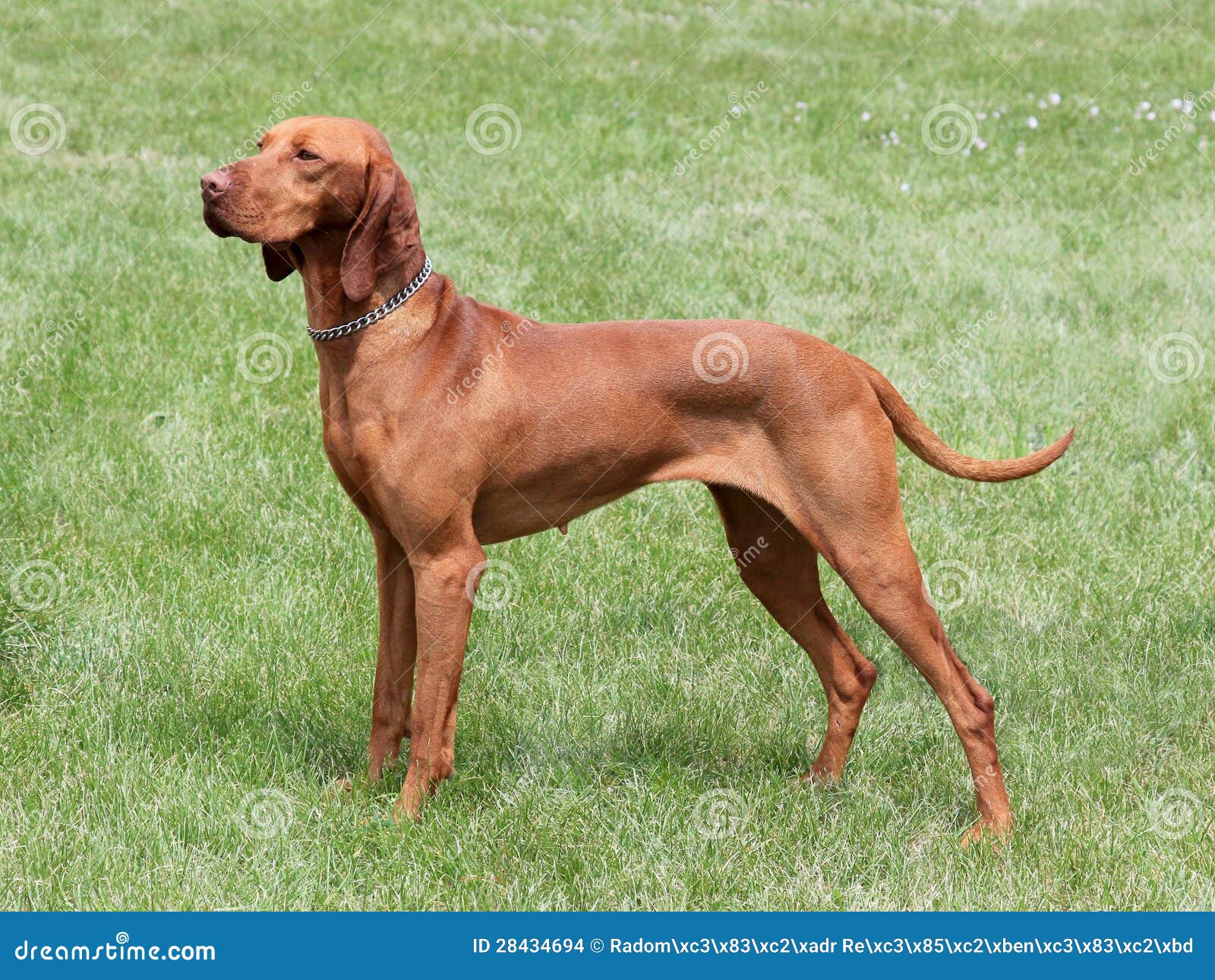 Cane Di Vizsla Dell'ungherese Fotografia Stock - Immagine di bellezza ...