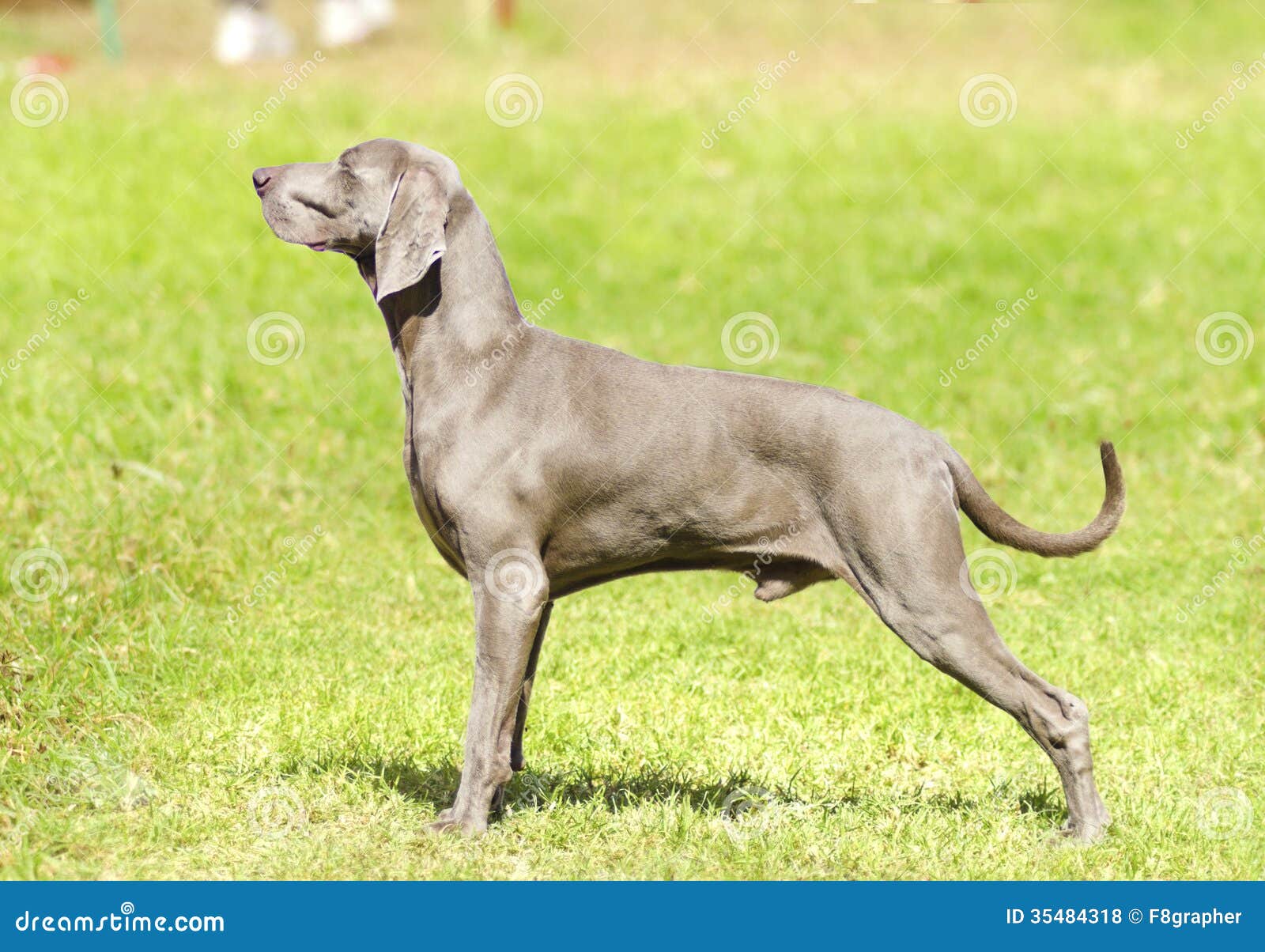 Cane di Weimaraner fotografia stock. Immagine di pistola - 35484318
