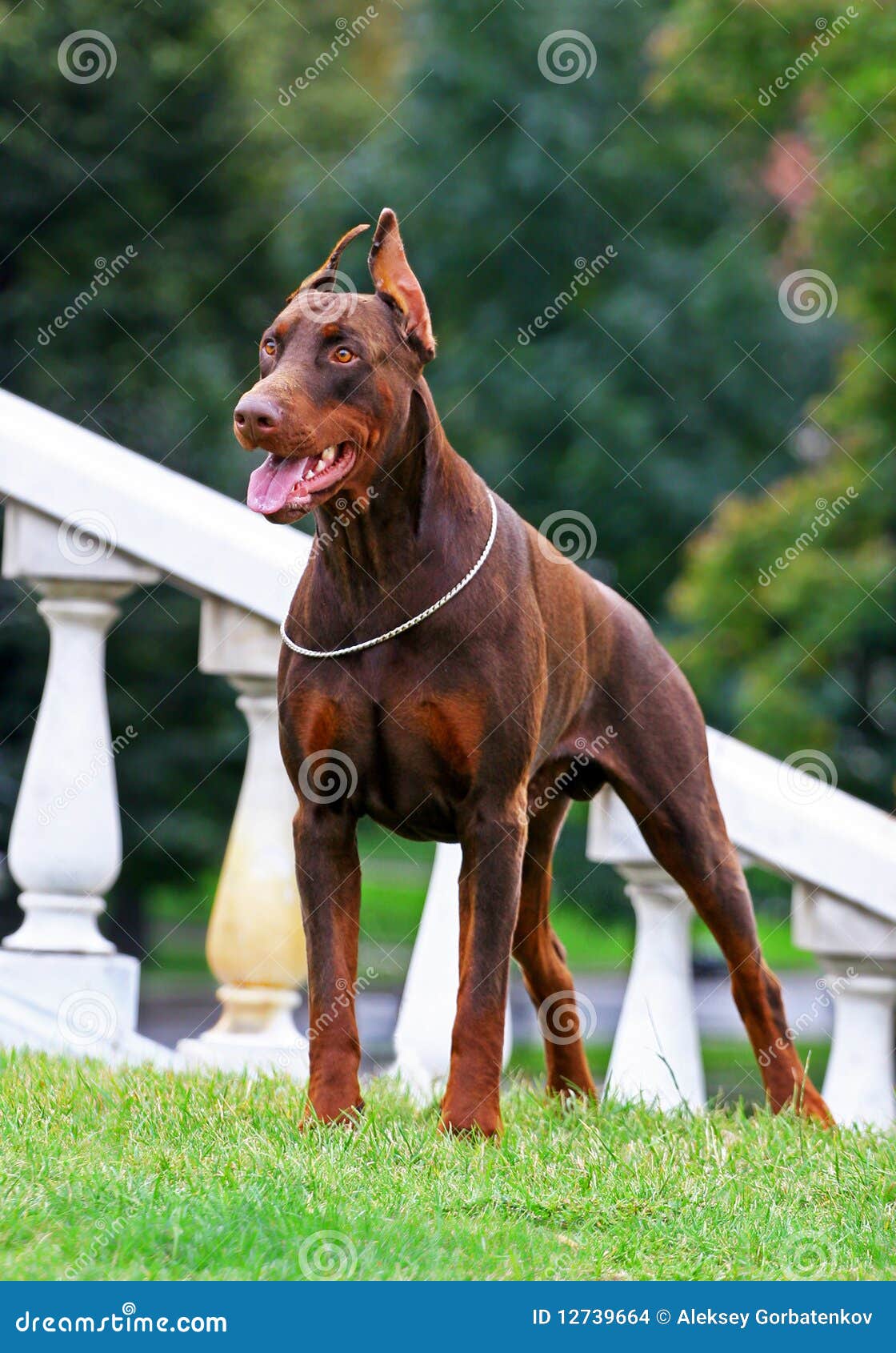 Cane diritto del Doberman fotografia stock. Immagine di bandito - 12739664