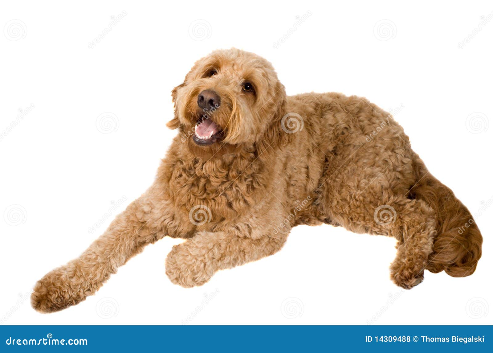Cane dorato di Doodle fotografia stock. Immagine di lanuginoso - 14309488