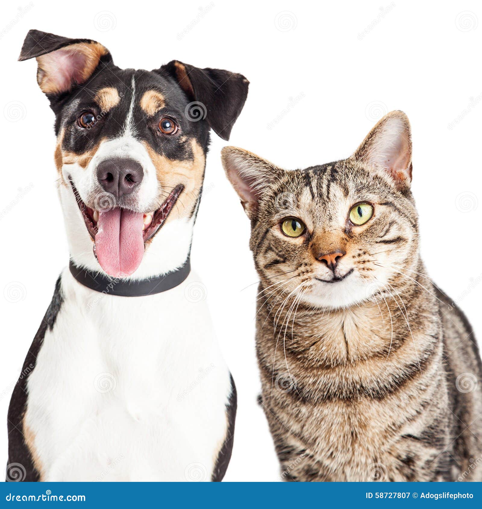Cane E Cat Together Closeup Felici Immagine Stock - Immagine di studio ...
