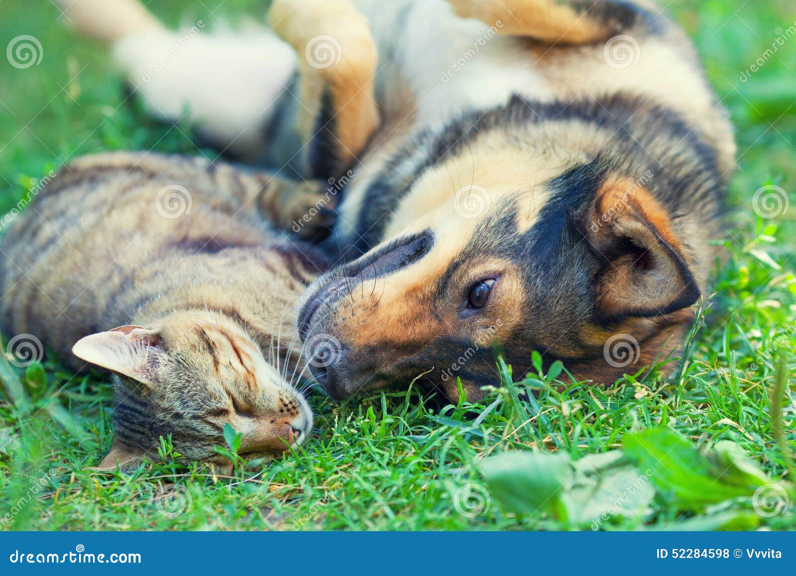 Cane e gatto fotografia stock. Immagine di sfondo, chiacchierata - 52284598