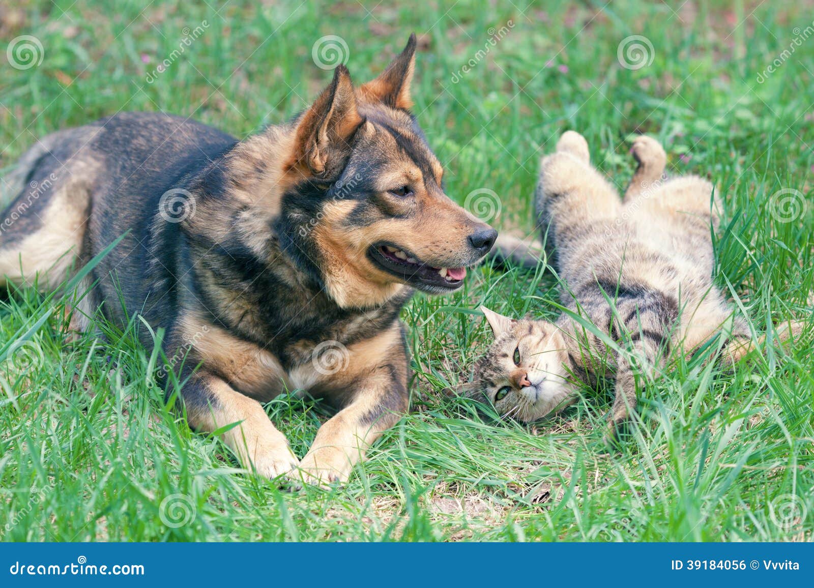 Cane E Gatto Che Giocano Insieme Fotografia Stock - Immagine di ...