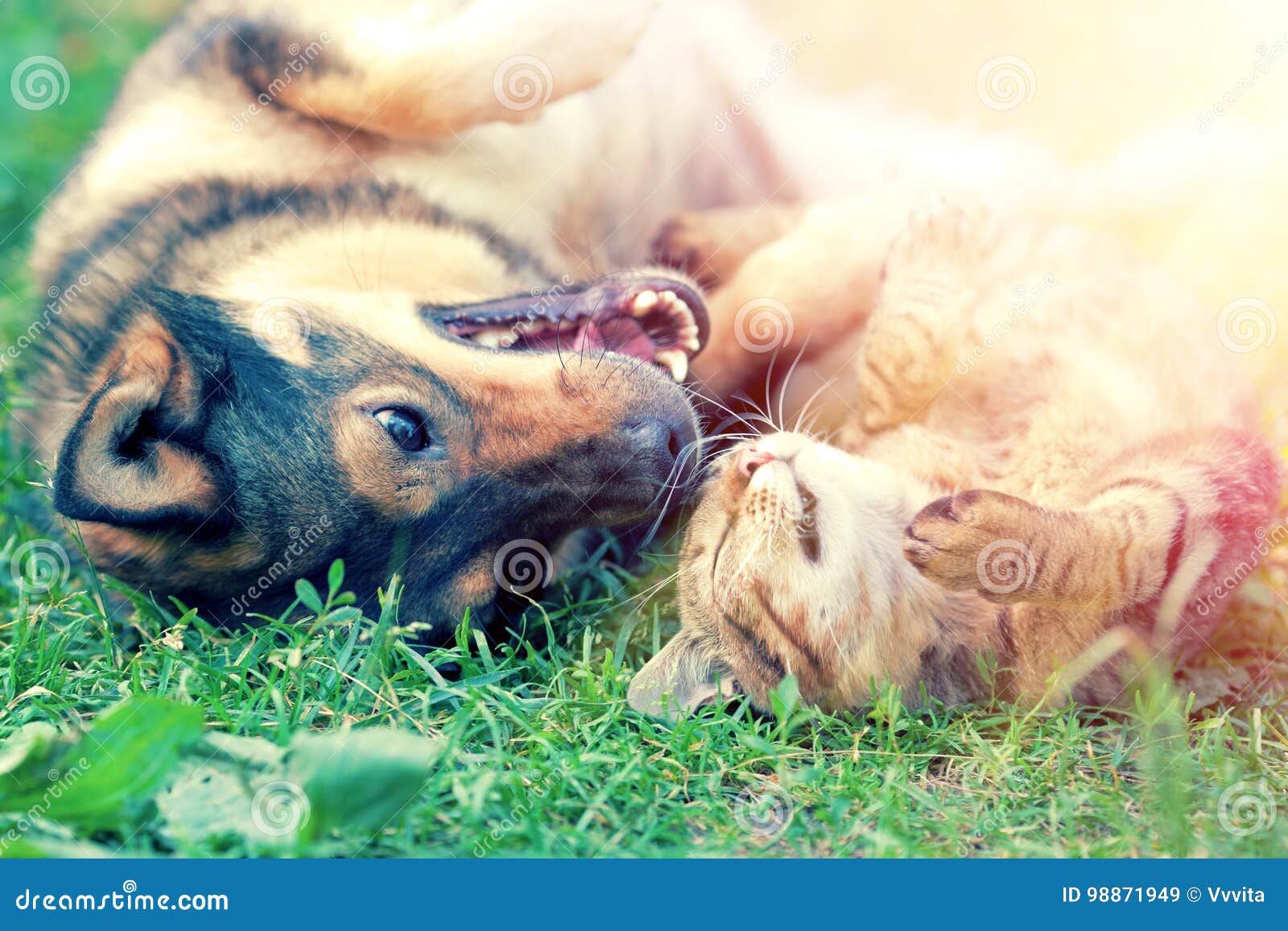 Cane E Gatto Che Giocano Insieme Immagine Stock - Immagine di libertà ...