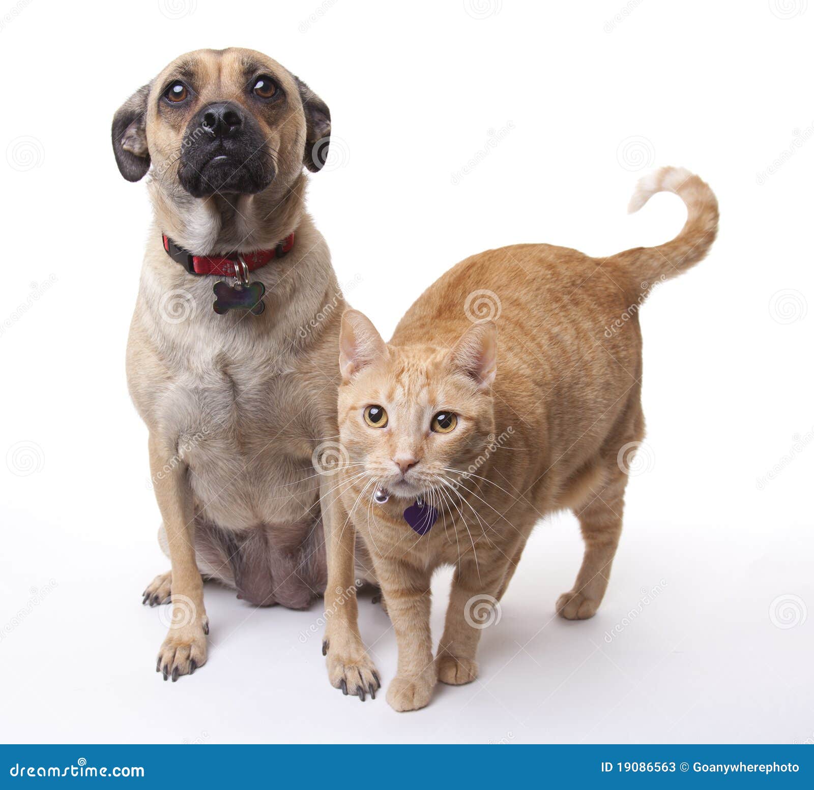 Cane e gatto insieme immagine stock. Immagine di cane - 19086563