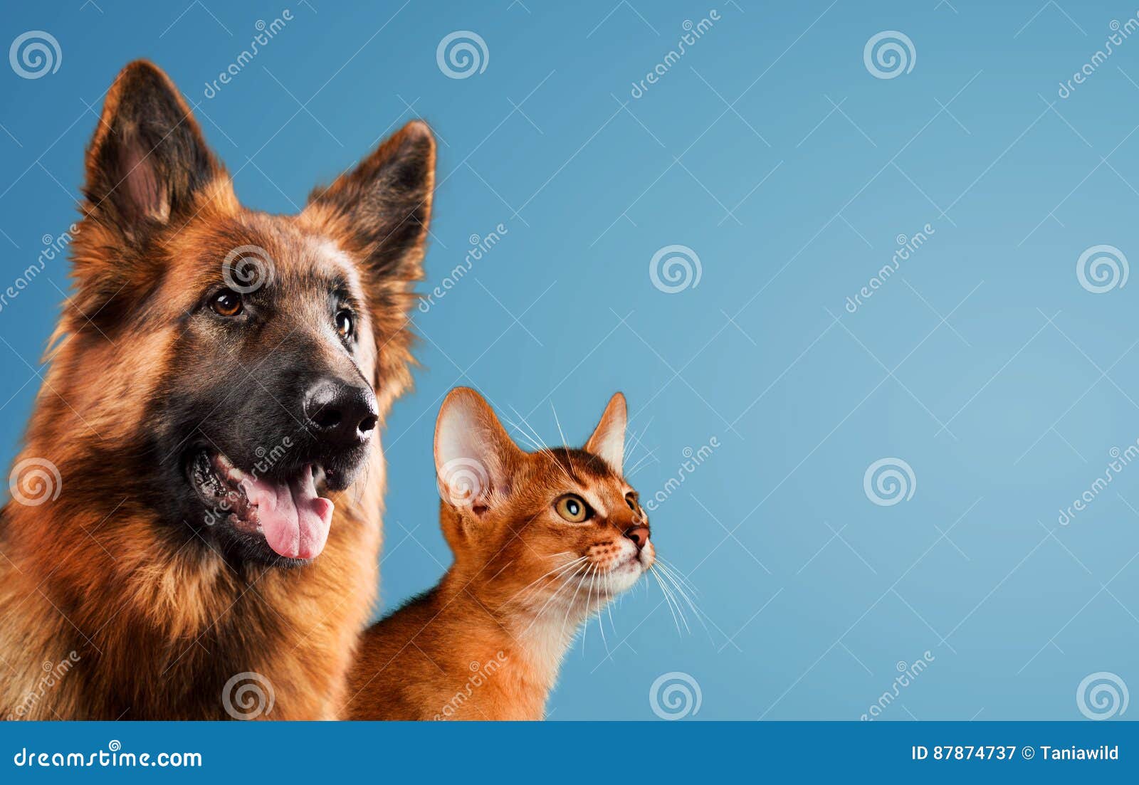 Cane E Gatto Insieme Su Fondo Blu Immagine Stock - Immagine di ...