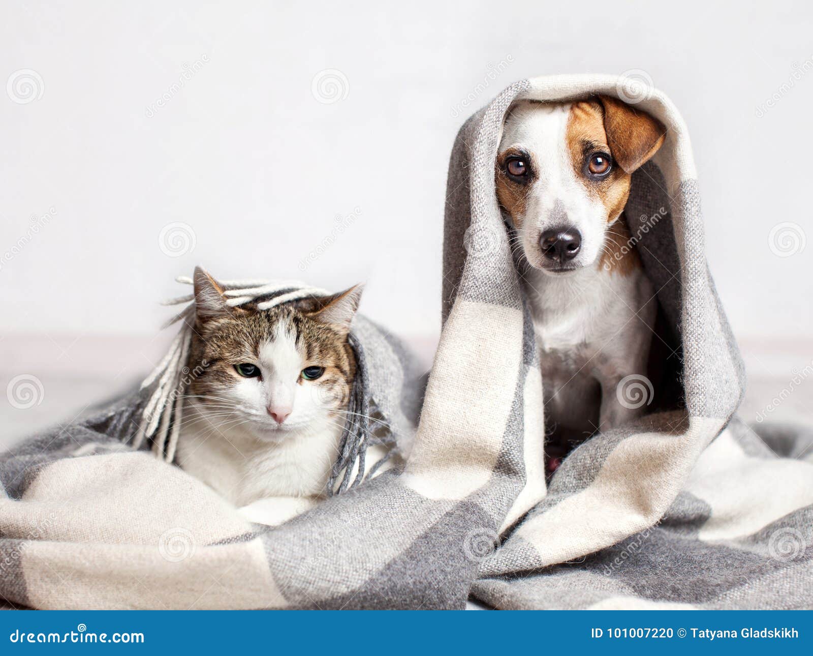 Cane E Gatto Sotto Un Plaid Fotografia Stock - Immagine di divertente ...