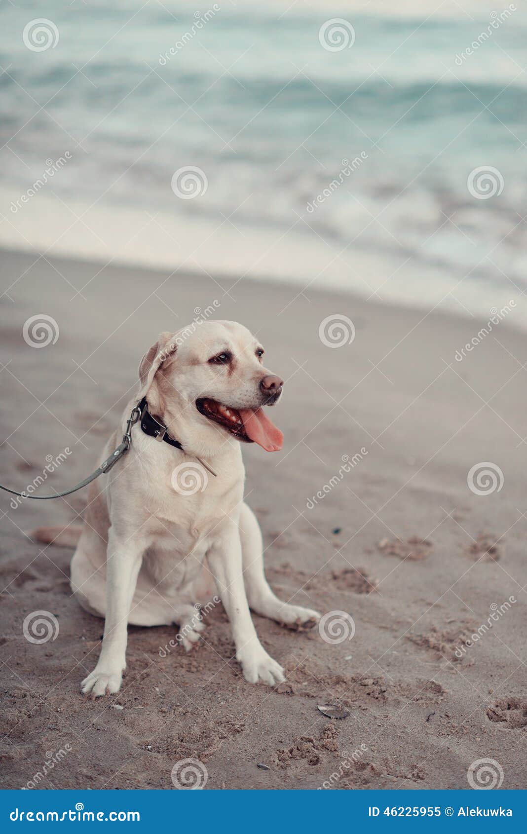 Cane e mare di Labrador immagine stock. Immagine di nave - 46225955