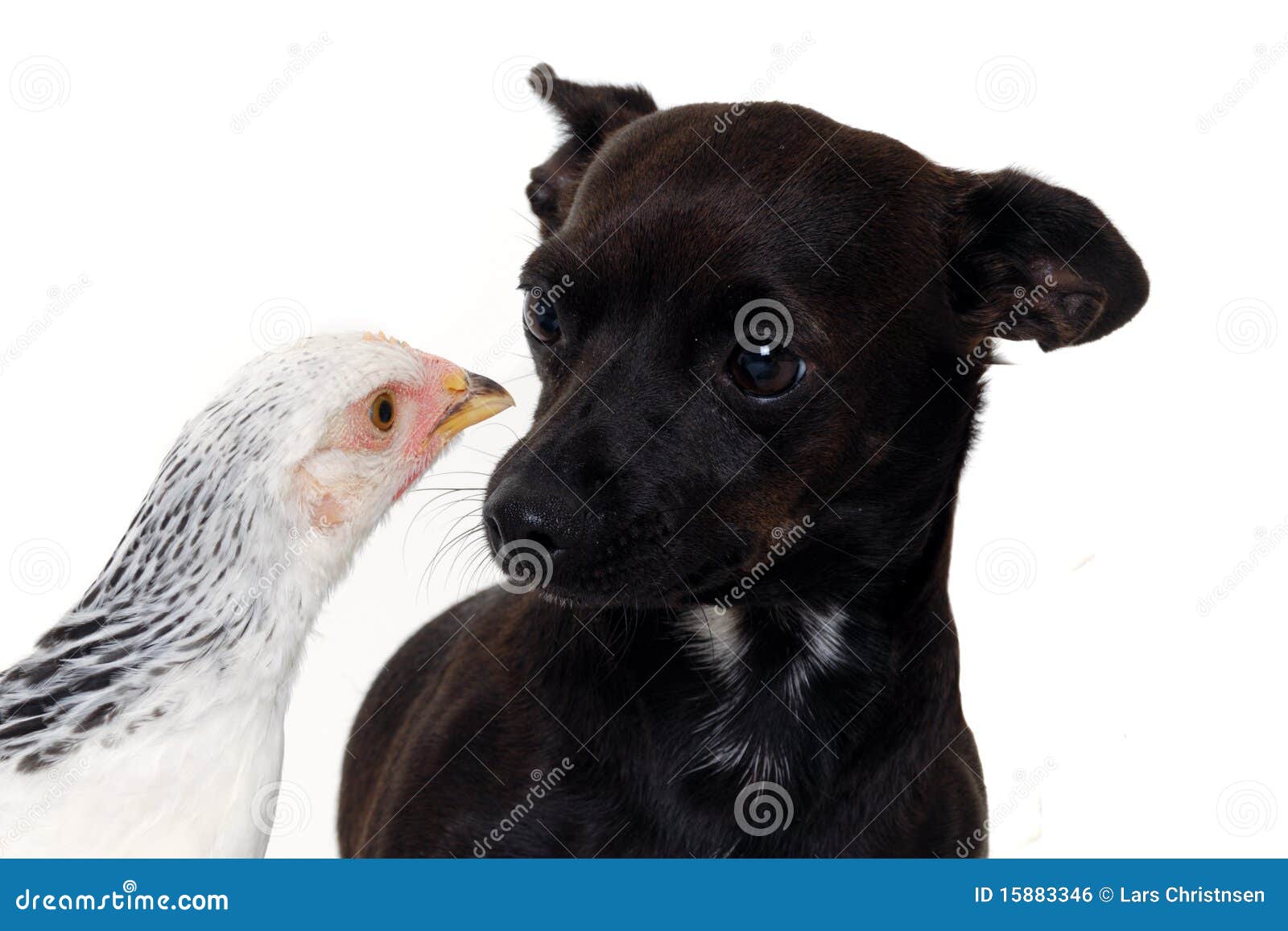 Cane e pollo del cucciolo fotografia stock. Immagine di sguardo - 15883346