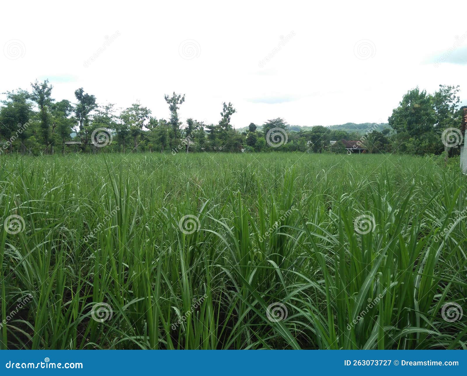 Cane Farm Indonesian Version Stock Image - Image of formation, version ...