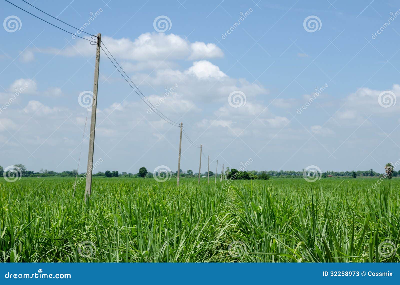 Cane farm stock image. Image of post, blue, technology - 32258973