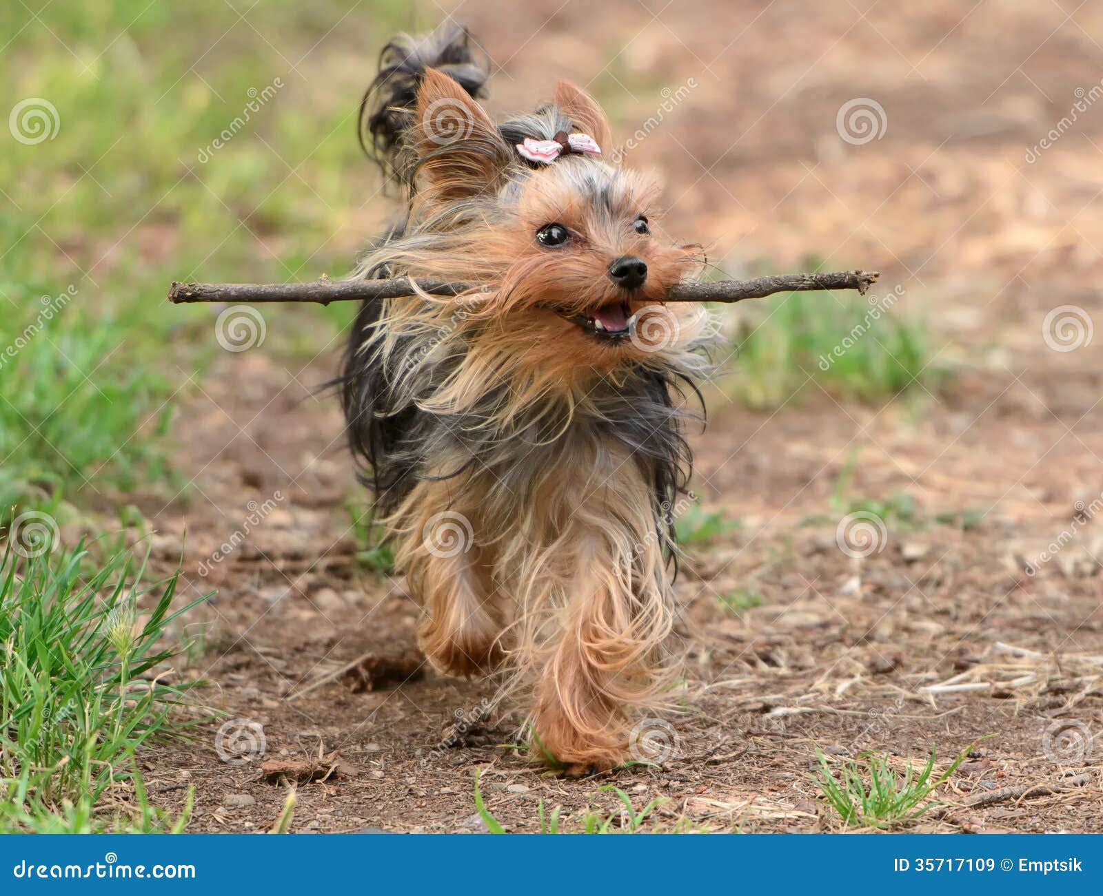 Cane Femminile Dell'Yorkshire Terrier Immagine Stock - Immagine di ...