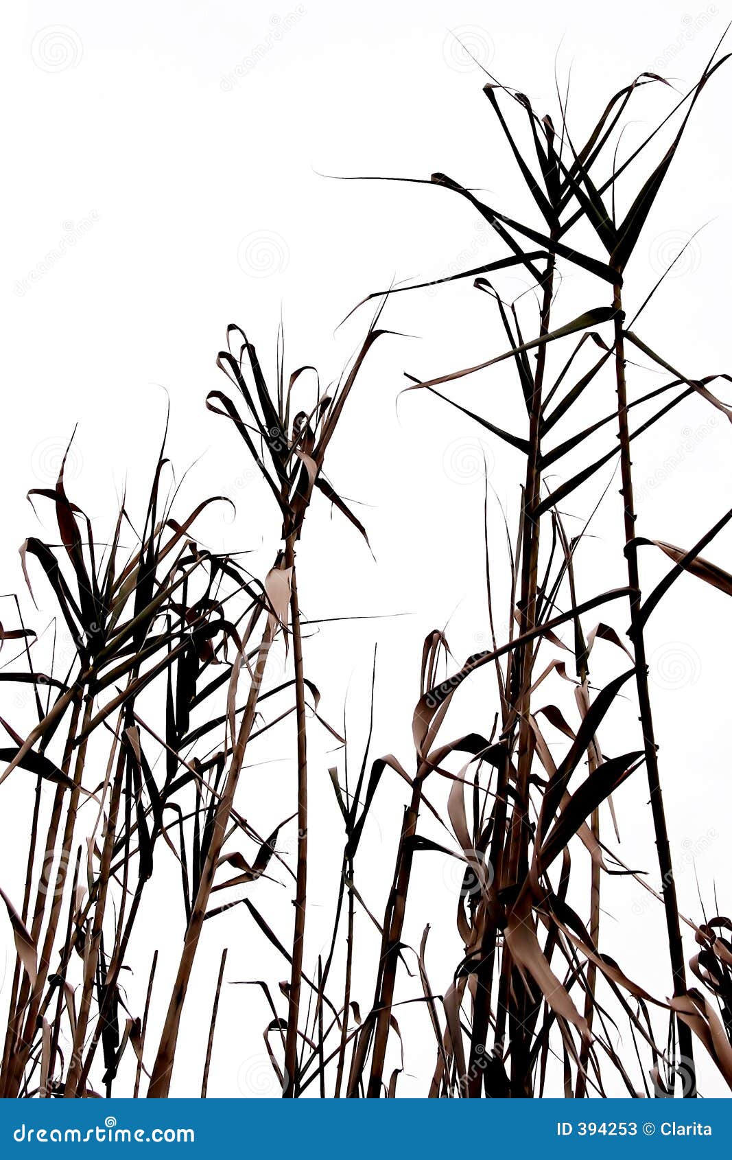 Cane field stock image. Image of leaf, abundance, exotic - 394253