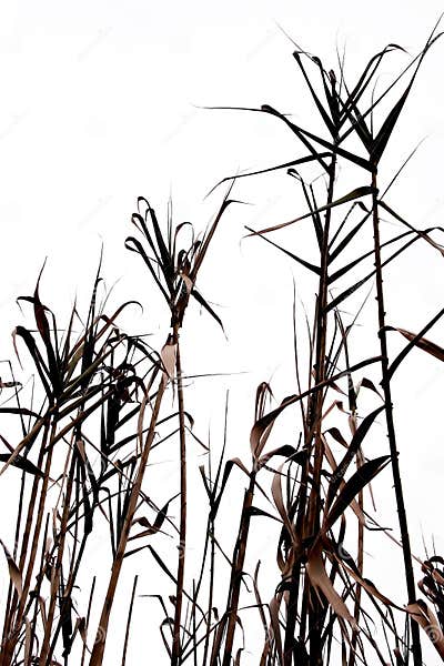 Cane field stock image. Image of leaf, abundance, exotic - 394253