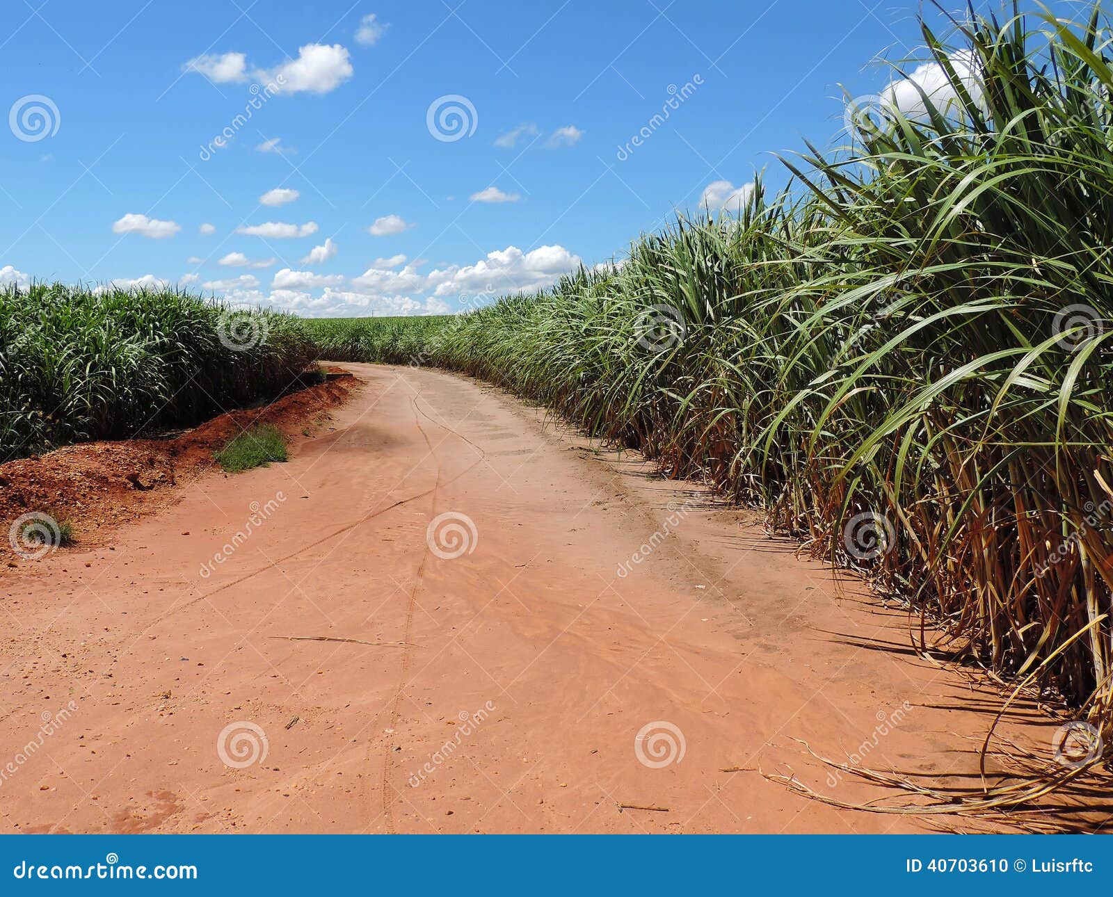 Cane field stock photo. Image of ecology, biomass, breeding - 40703610