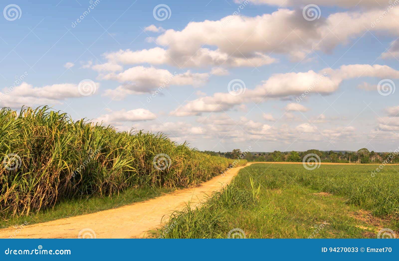Cane field. stock image. Image of country, grass, horizon - 94270033