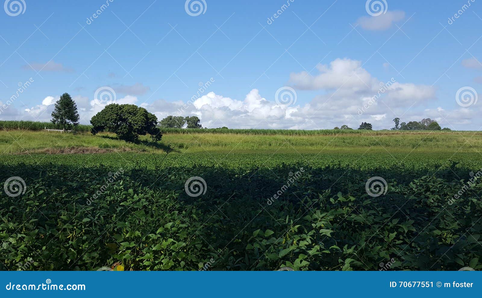 Cane fields australia stock image. Image of australia - 70677551