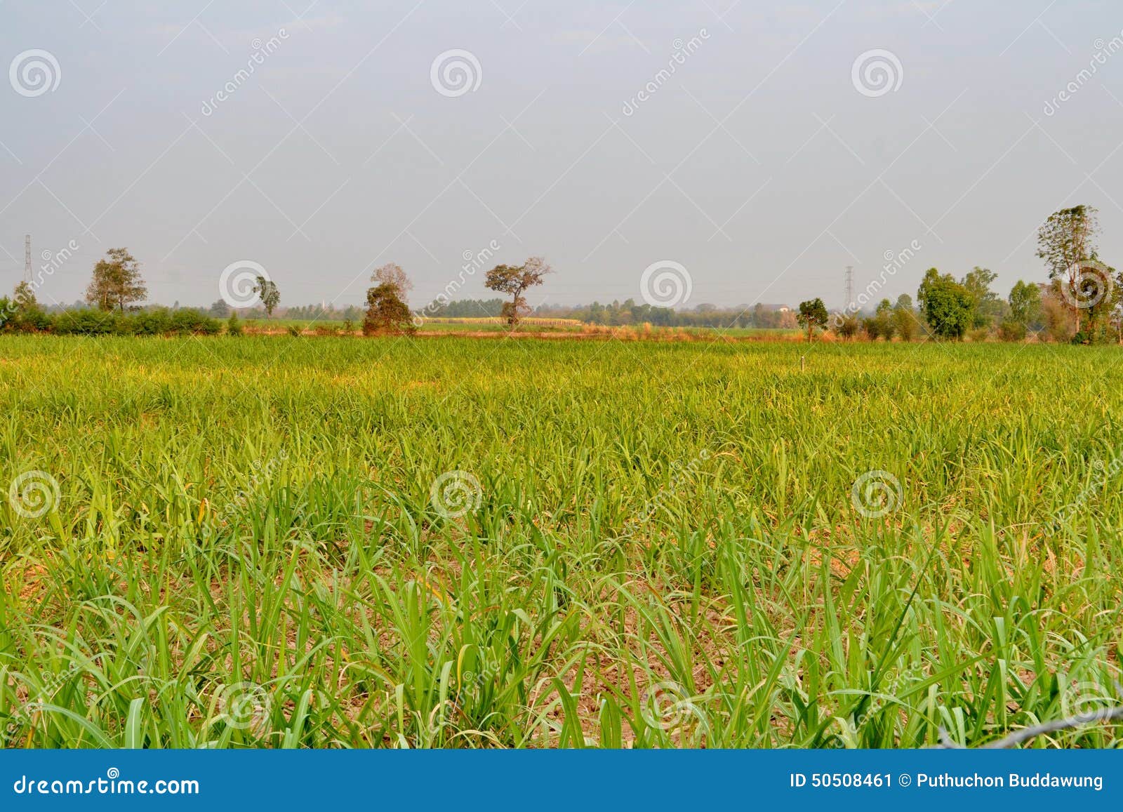 Cane fields stock image. Image of harvesting, juice, natural - 50508461