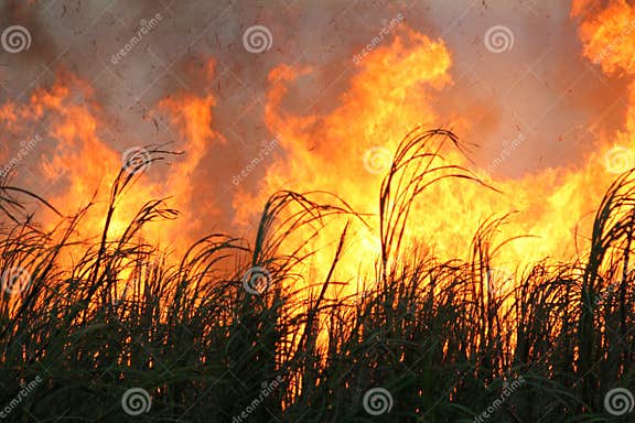 Cane fire stock image. Image of livly, fleeing, hood, bright - 382875
