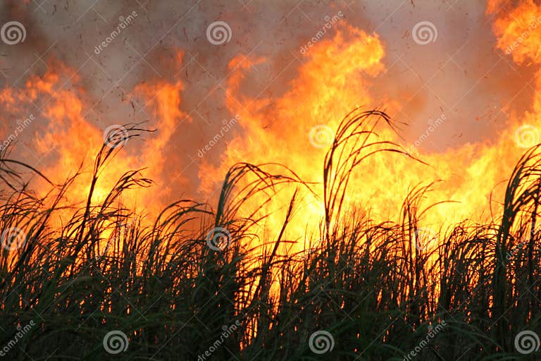 Cane fire stock image. Image of livly, fleeing, hood, bright - 382875