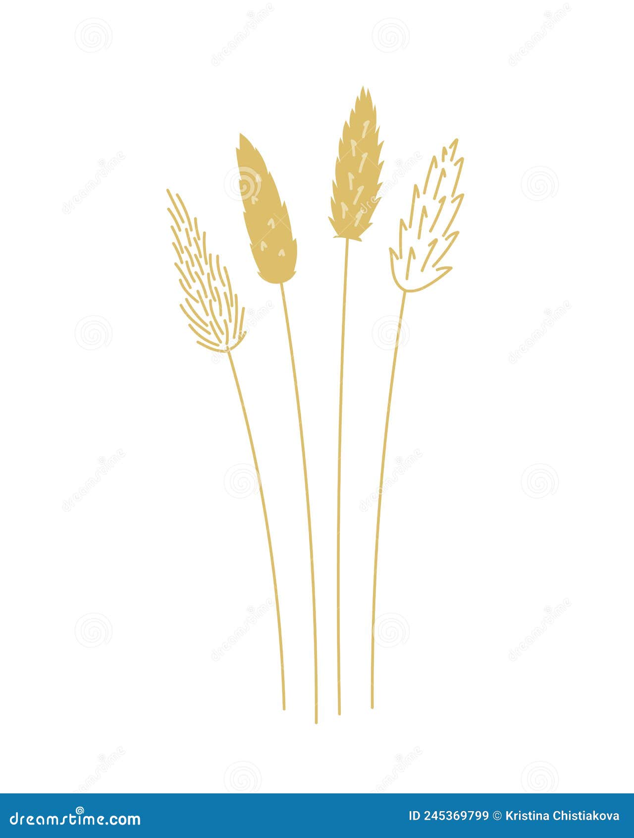 Cane Flower. Hand Drawn Botanical Illustration Stock Vector ...