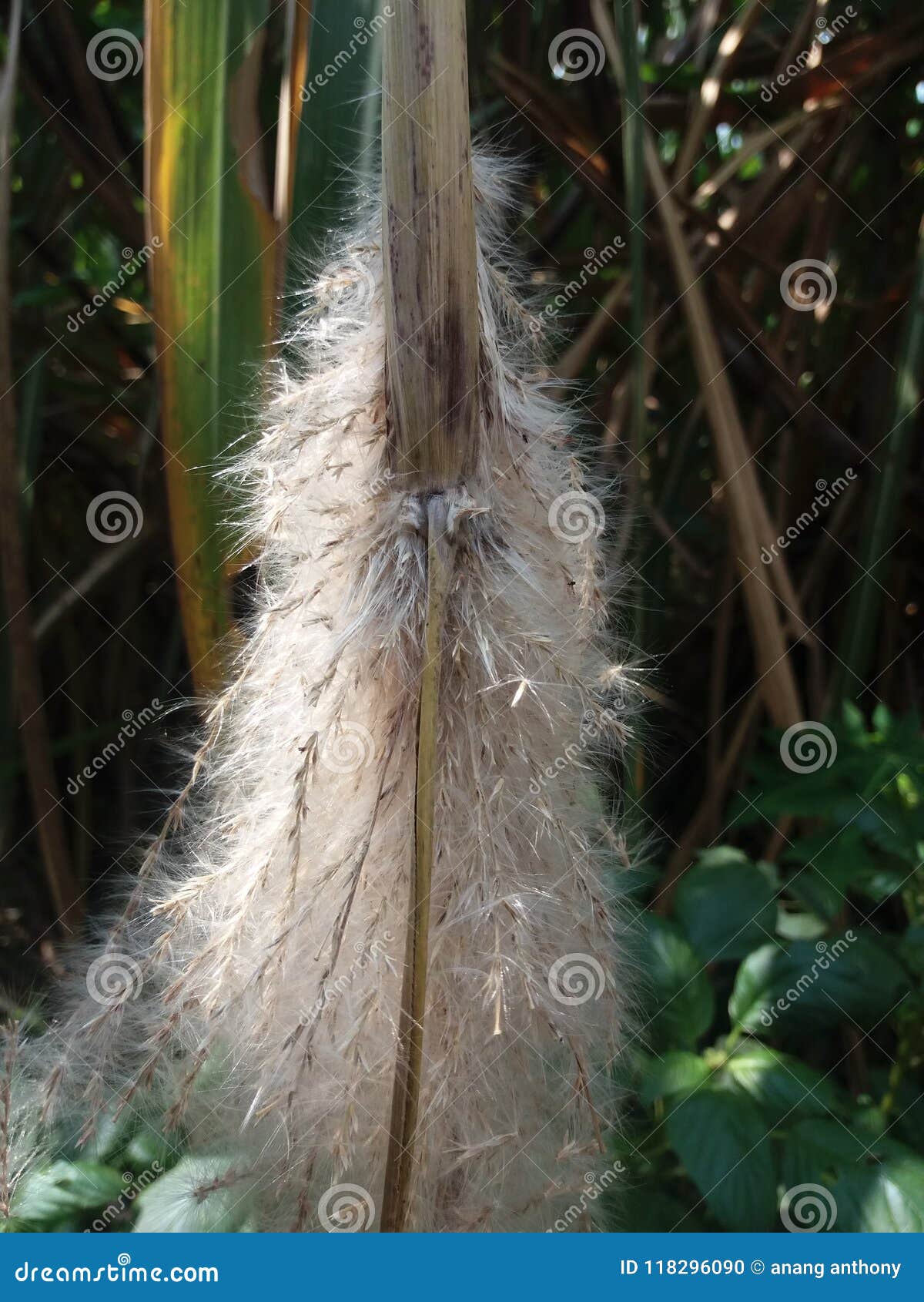 Cane flower stock photo. Image of flower, cane - 118296090