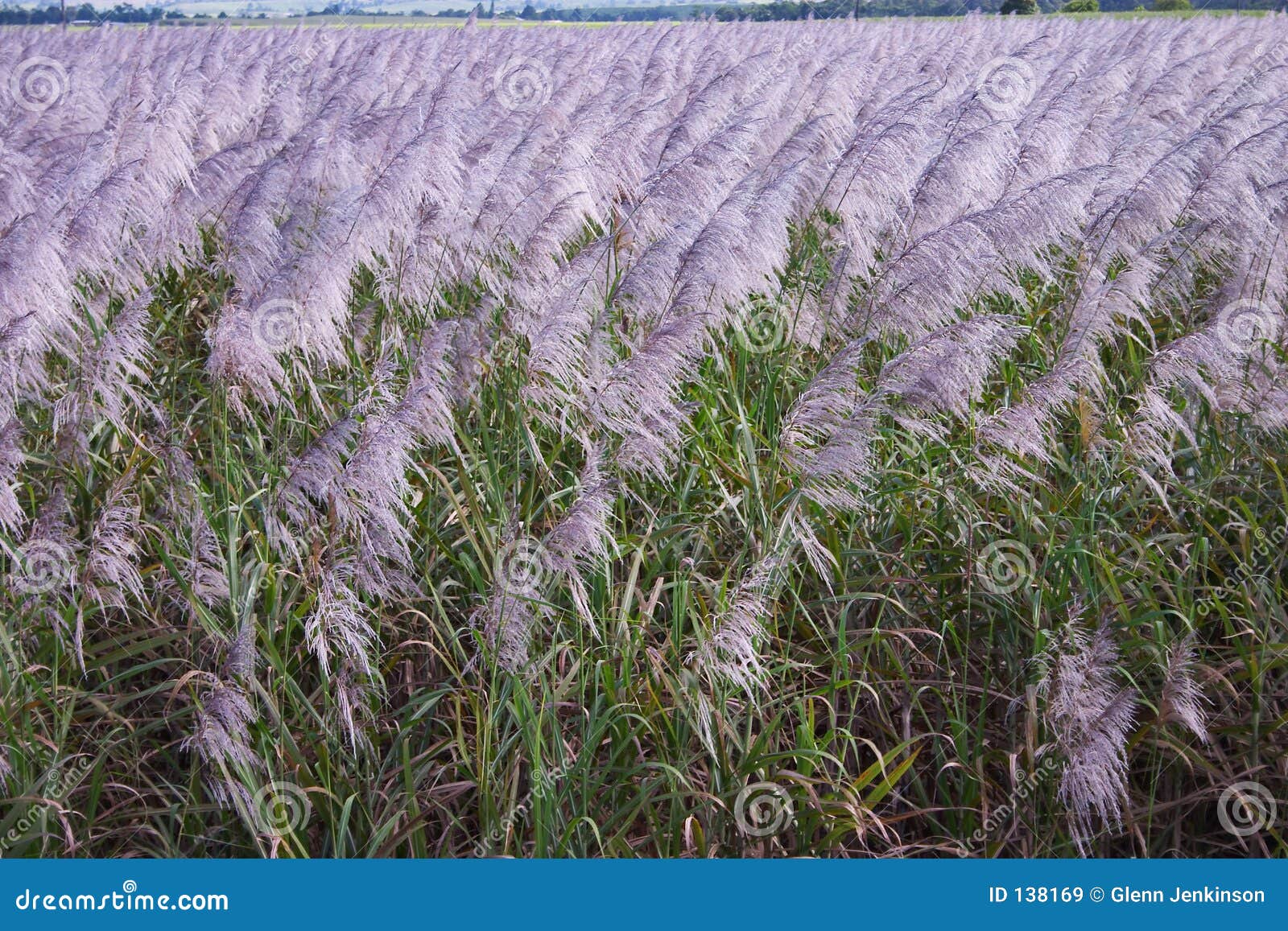 Cane flowers stock image. Image of farm, rural, lilac, sugar - 138169
