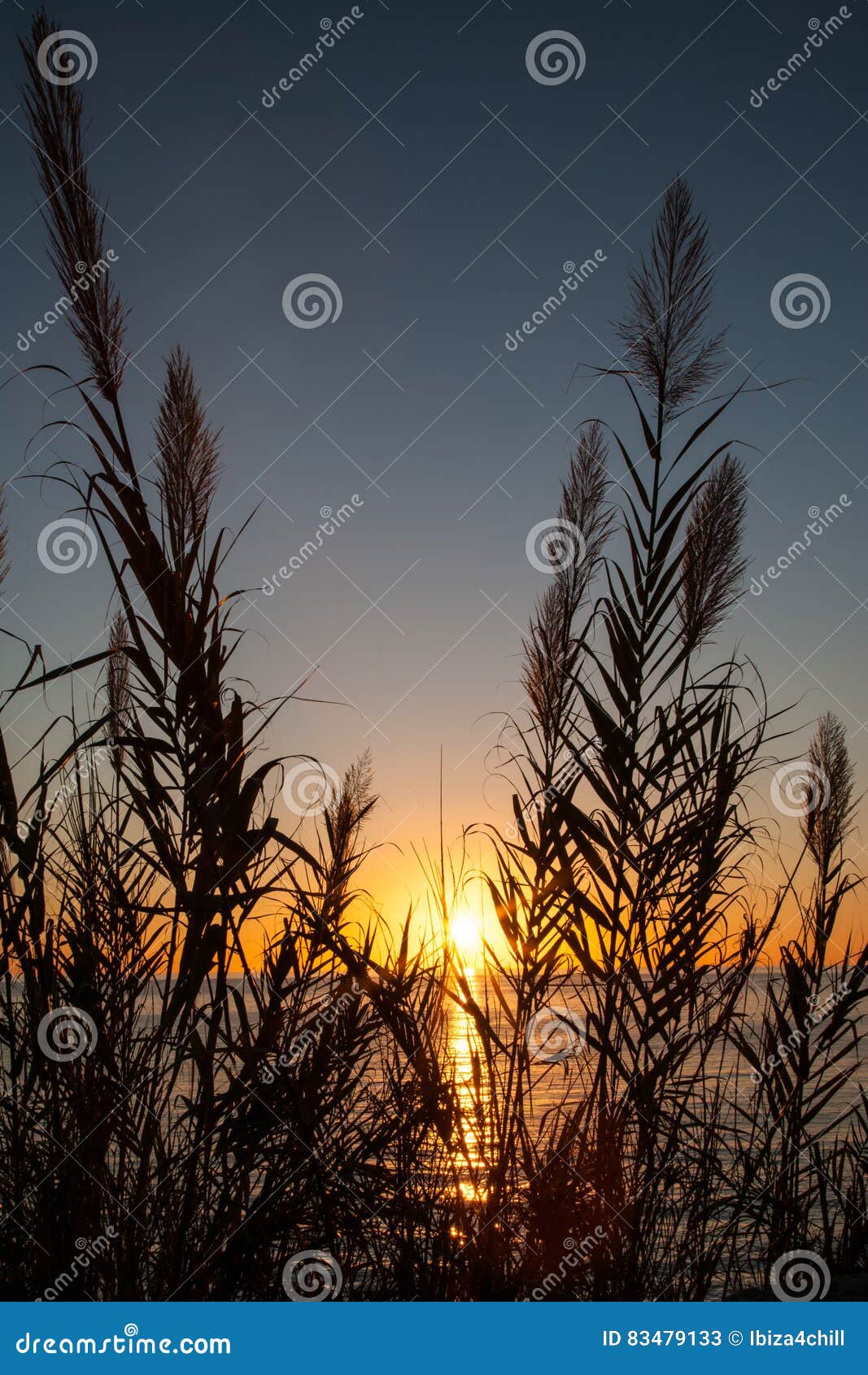 Cane flowers at sunset stock image. Image of warm, cane - 83479133
