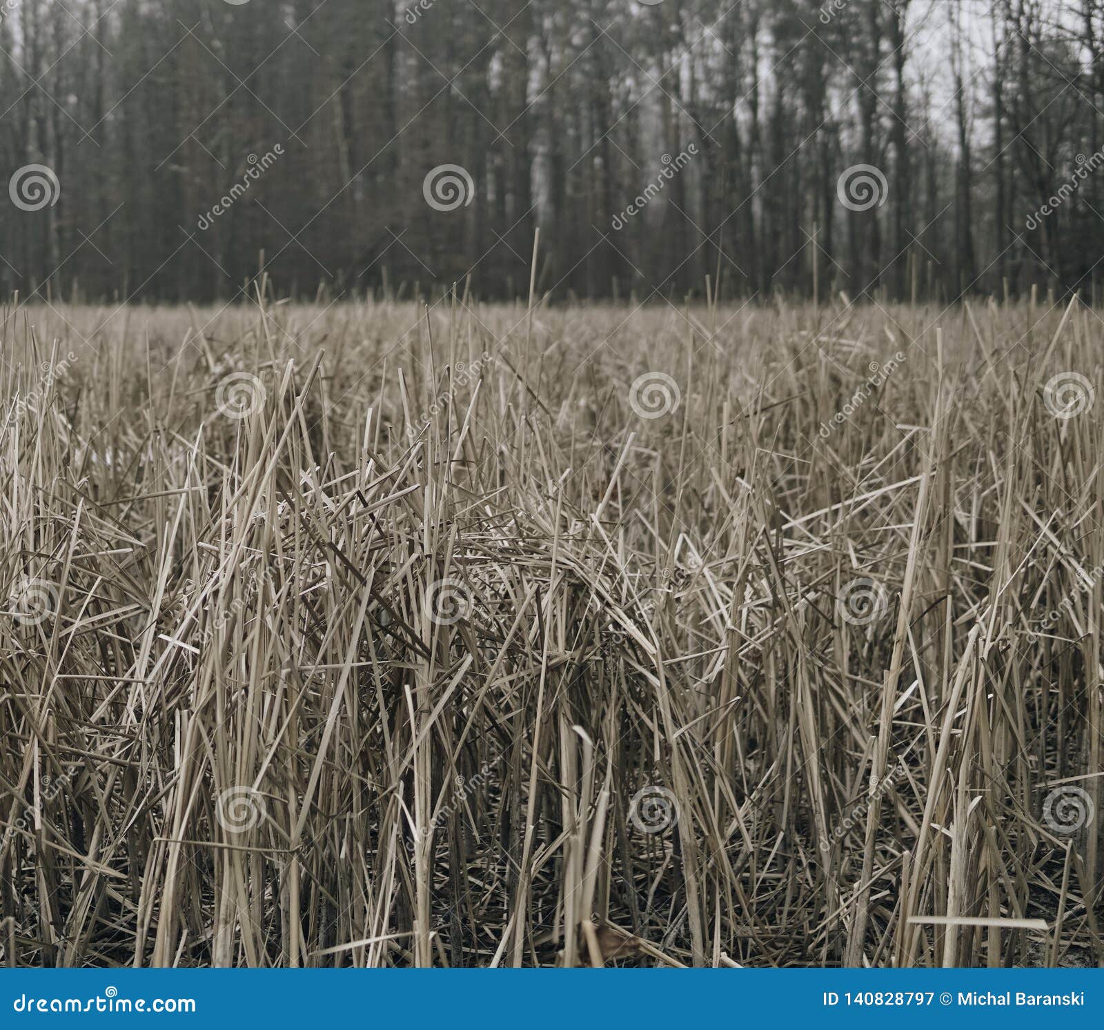 Cane in front of forest stock image. Image of view, cane - 140828797