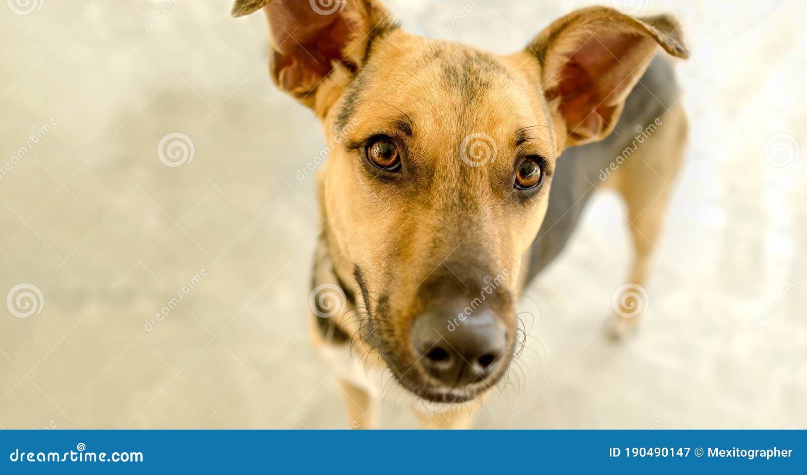 Cane german sheppard immagine stock. Immagine di adorabile - 190490147